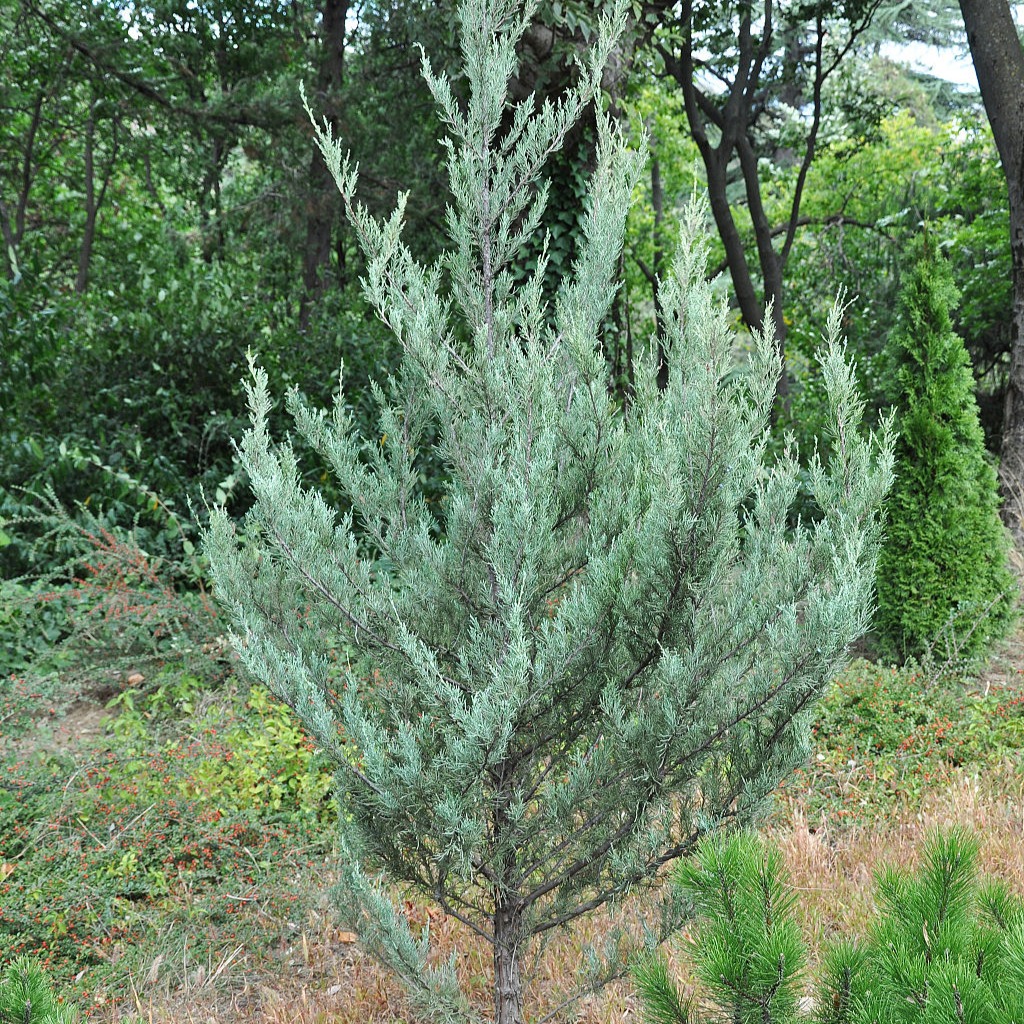Courtyard Garden - Downing Place URC